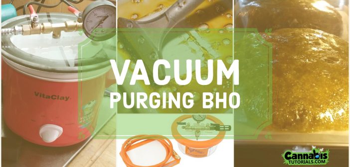 How to Vacuum Purge BHO Properly - 5 Best Methods