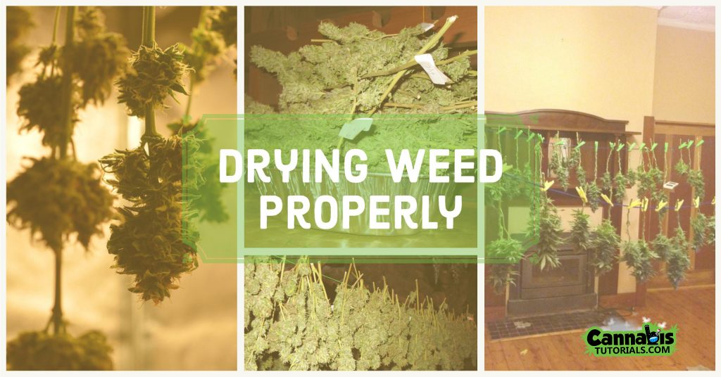 Growing Marijuana Tutorials - Cannabistutorials.com